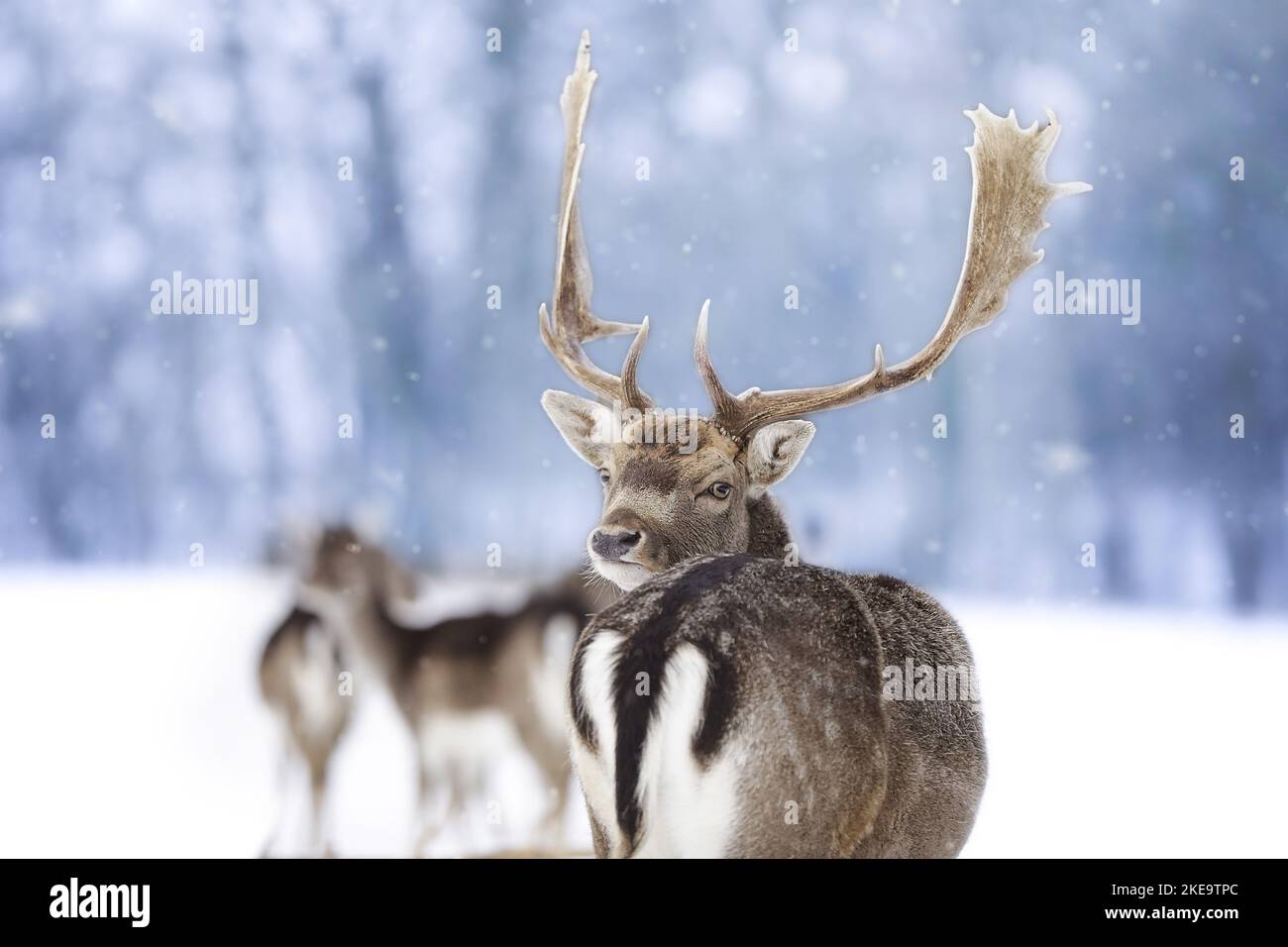 Deer fallow rear view hi-res stock photography and images - Alamy