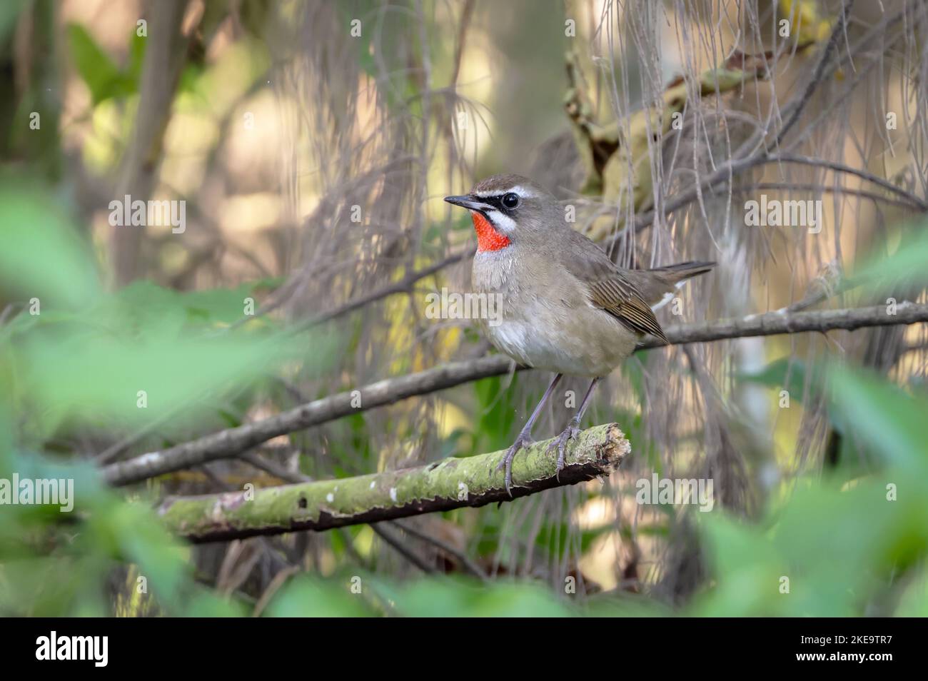 Siberian Rubythroat is a ground-loving songbird of Asia. They primarily ...