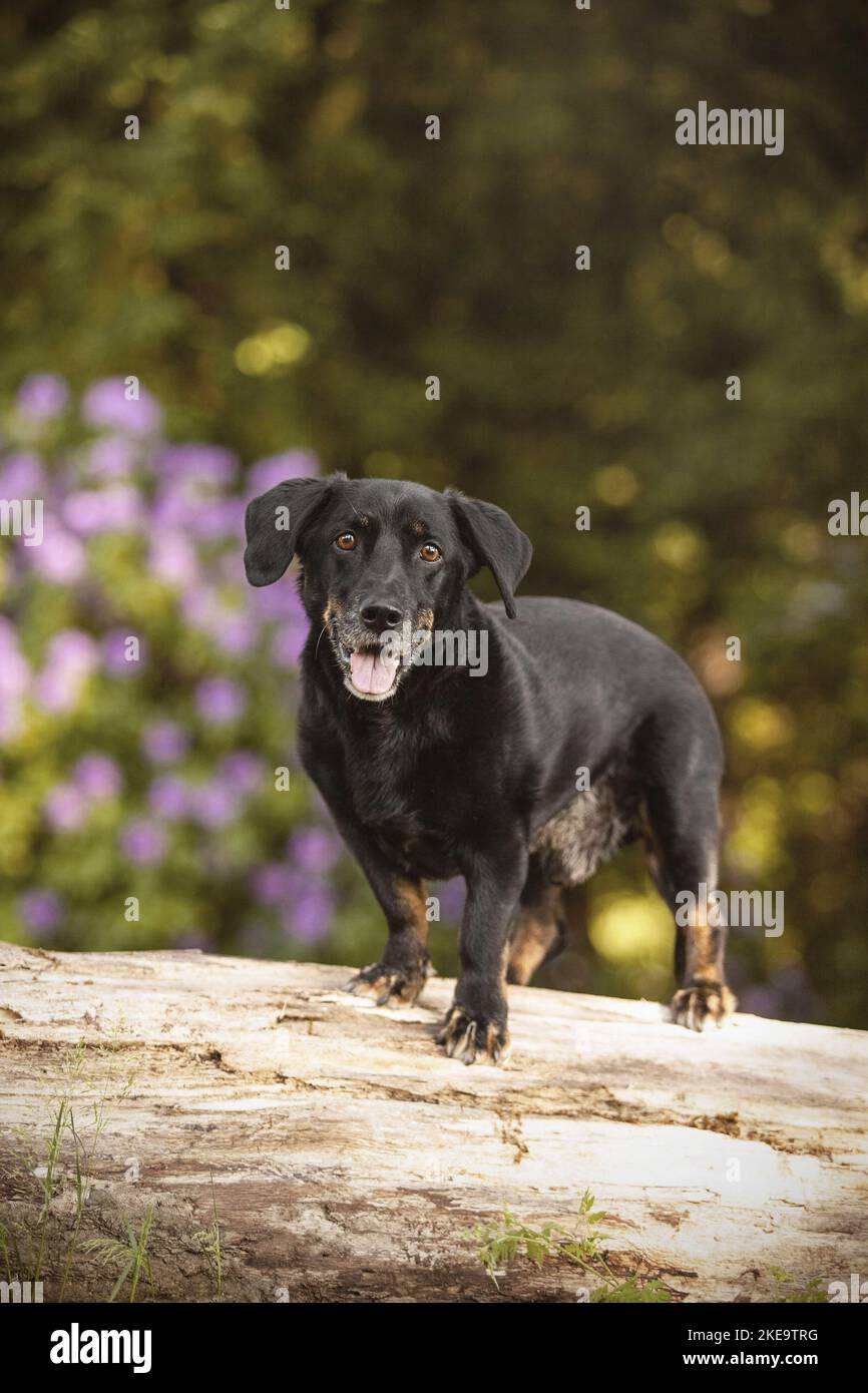 Retriever mongel hi-res stock photography and images - Alamy