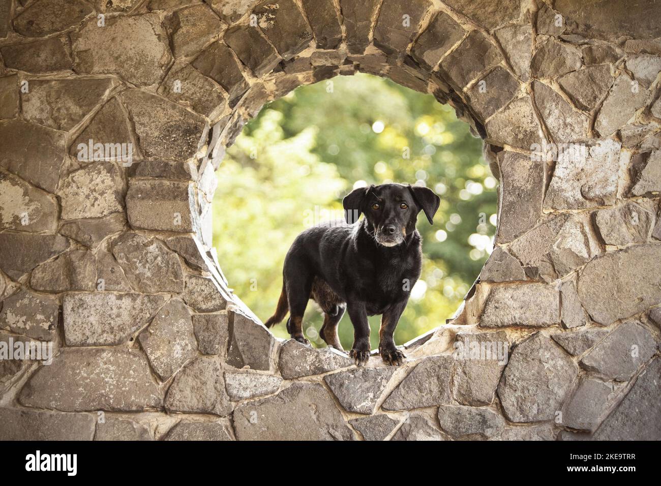 Elderly black labrador cross breed hi-res stock photography and images ...