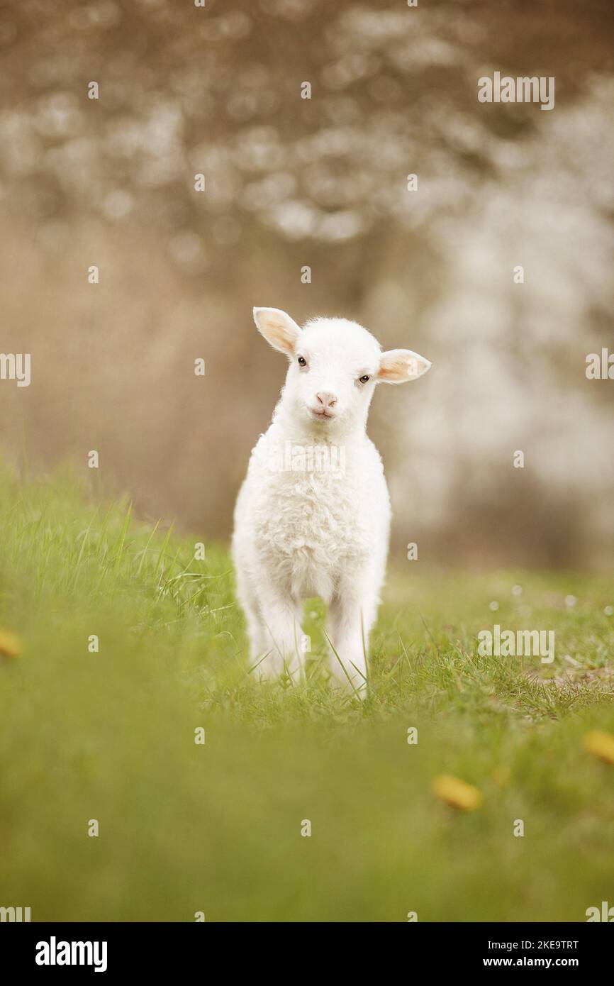 Polled sheep hi-res stock photography and images - Alamy