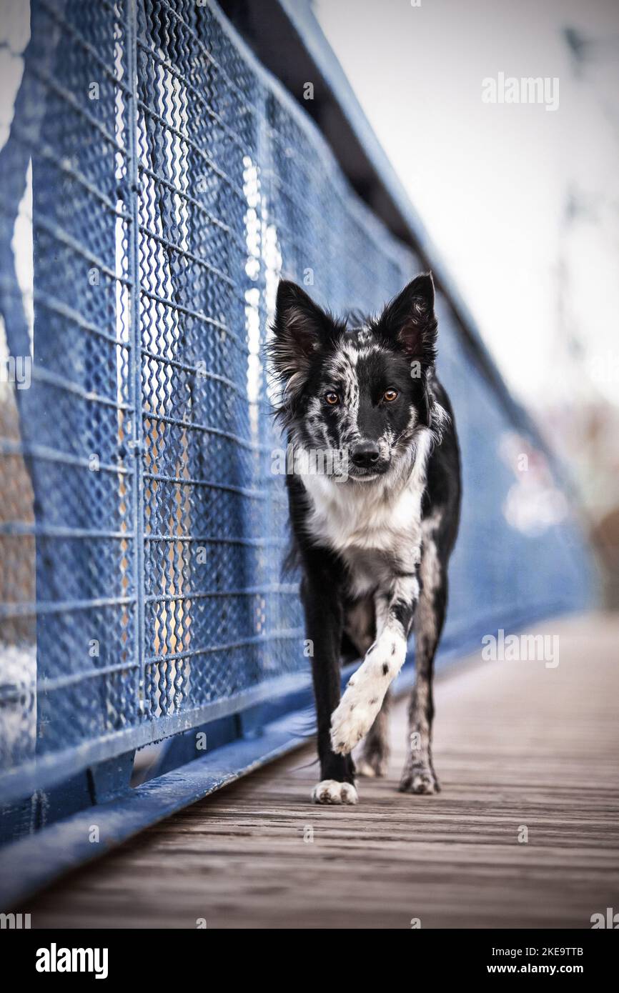 female Border Collie Stock Photo - Alamy