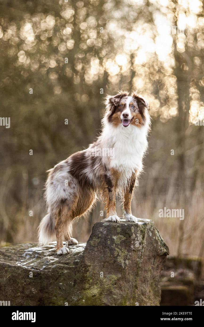 adult Australian Shepherd Stock Photo - Alamy