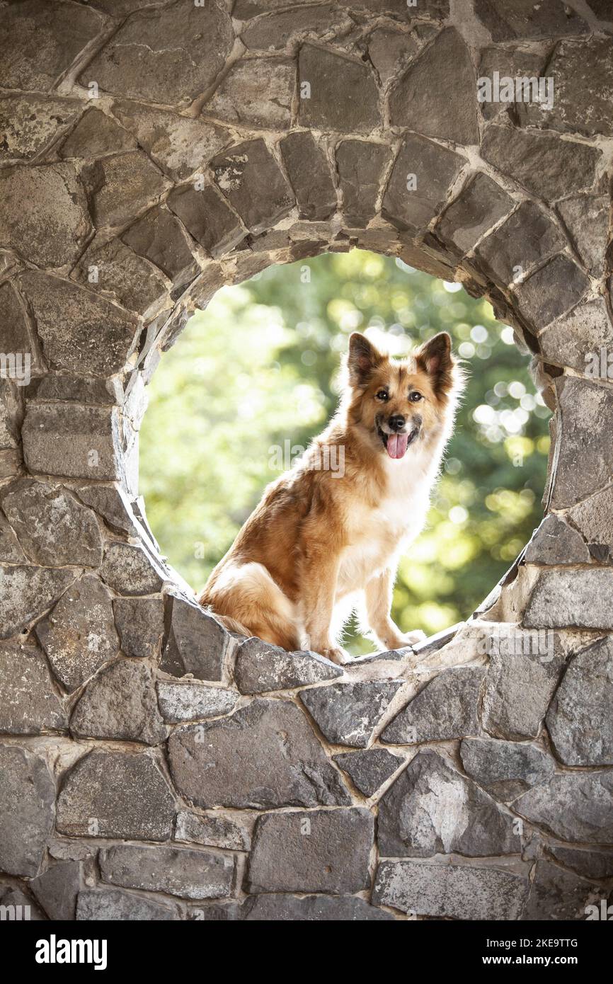 Icelandic Sheepdog in summer Stock Photo - Alamy