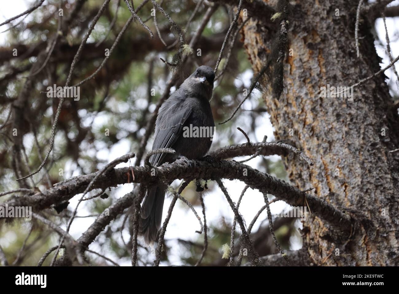 Gray Jay Perisoreus canadensis Banff-Nationalpark Kanada Stock Photo ...