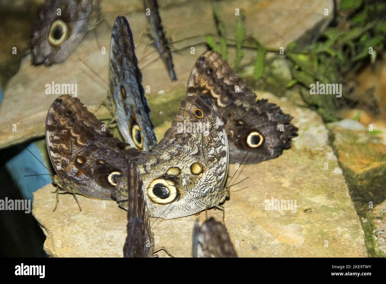 Giant owl butterfly at the Mindo Butterfly Farm, Mindo Valley, Ecuador ...