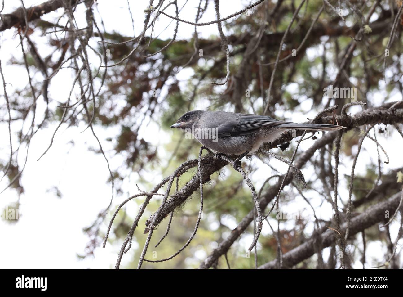 Gray Jay Perisoreus canadensis Banff-Nationalpark Kanada Stock Photo ...