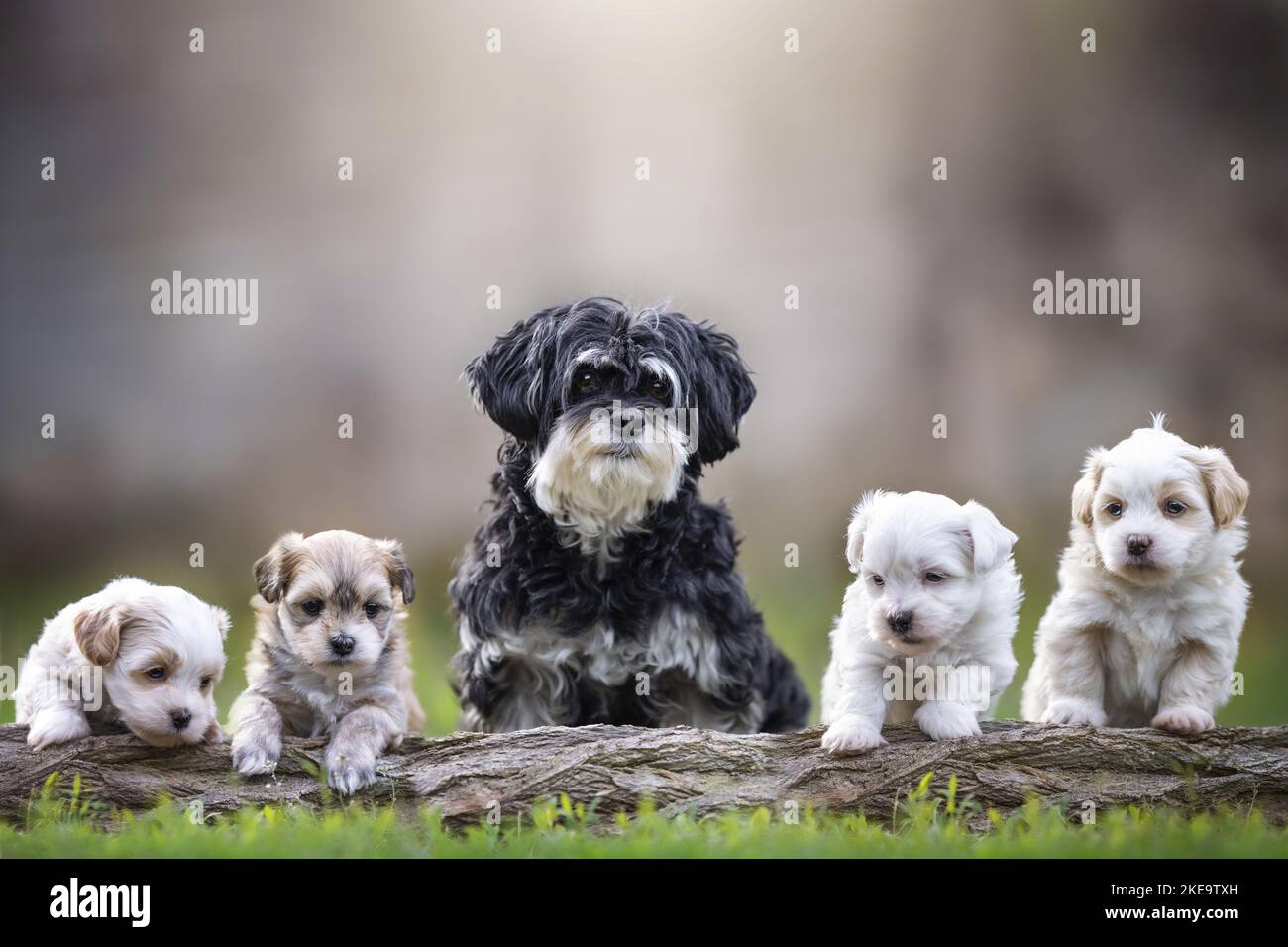 Havanese bolonka zwetna hi-res stock photography and images - Alamy