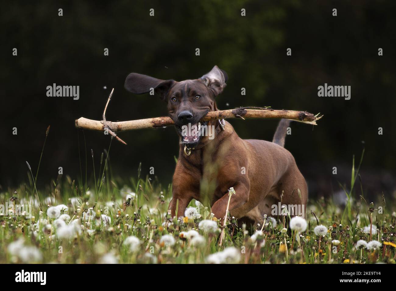 Wooden withers hi-res stock photography and images - Alamy