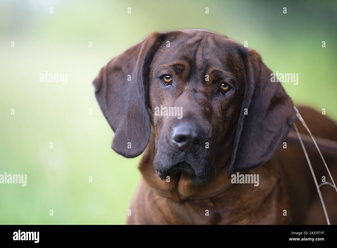 Hanoverian scenthound hi-res stock photography and images - Alamy