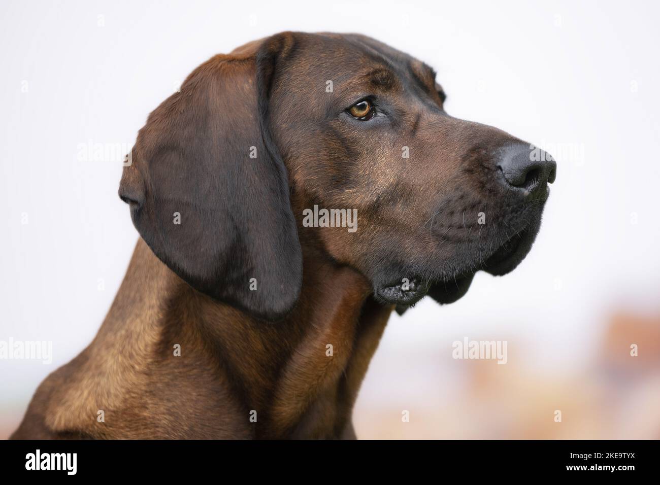 Hanoverian scenthound hi-res stock photography and images - Alamy