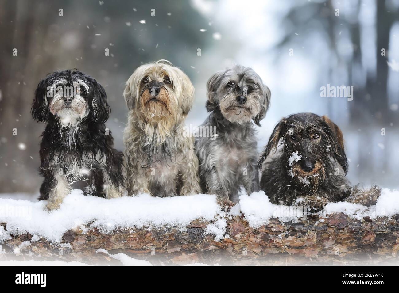 Group dogs dachshunds hi-res stock photography and images - Alamy