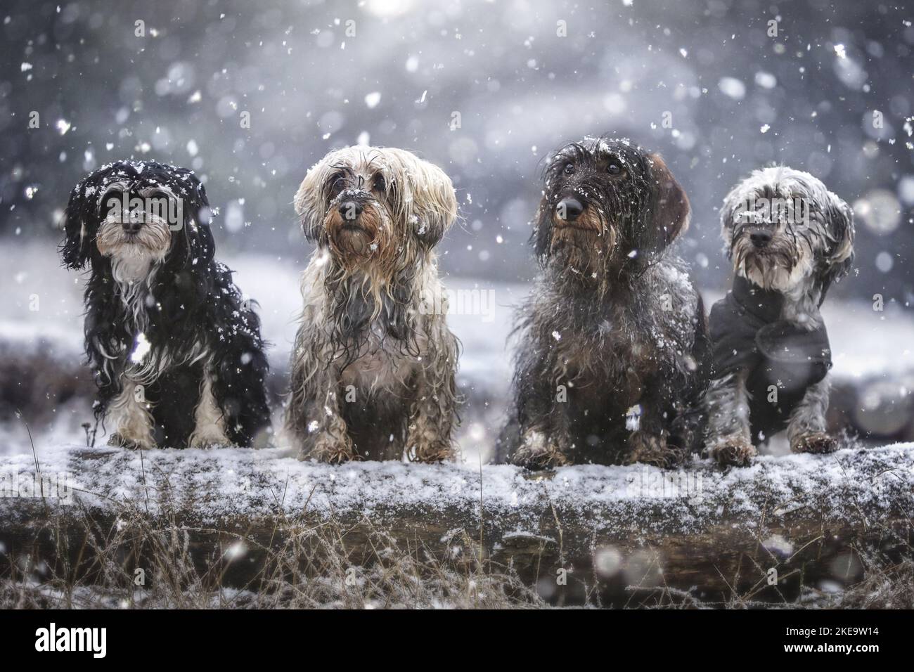 Group dogs dachshunds hi-res stock photography and images - Alamy