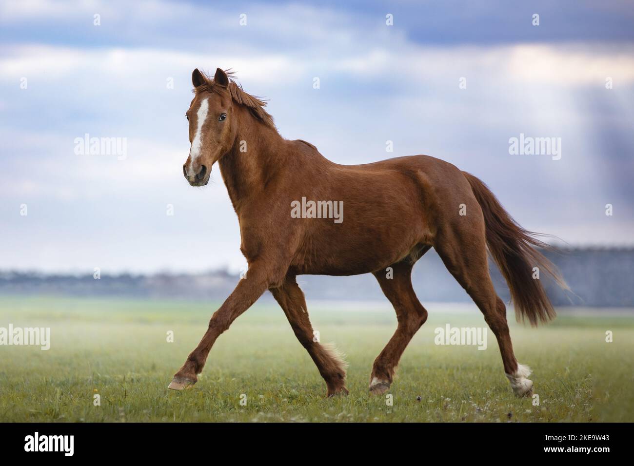 German Riding Pony Stock Photo - Alamy