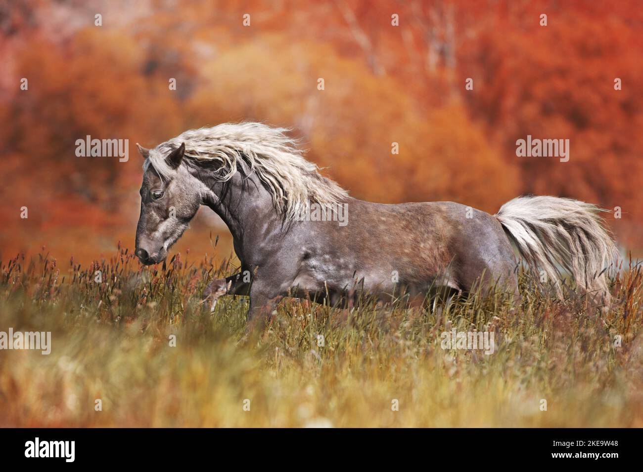 German Classic Pony Stock Photo - Alamy