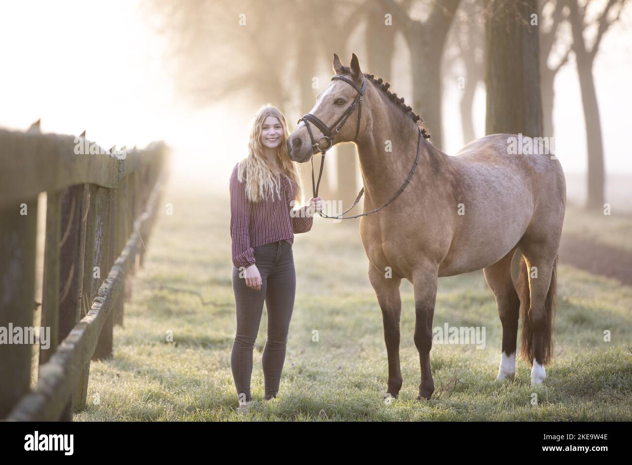 German Riding Pony Stock Photo - Alamy