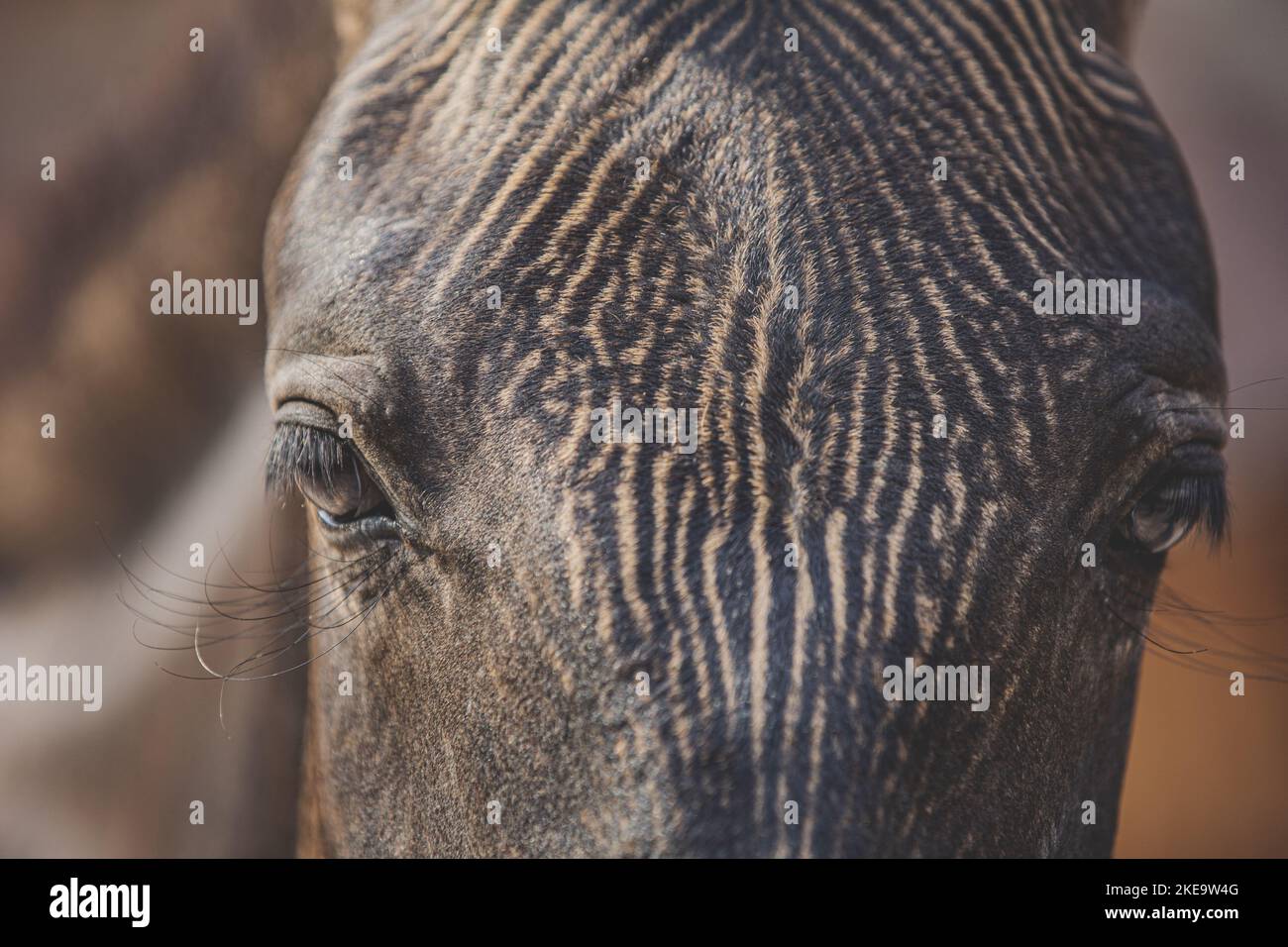 Zorse hi-res stock photography and images - Alamy