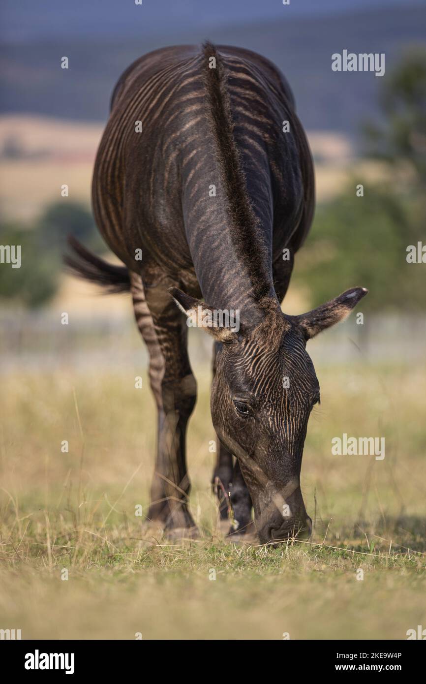 Zorse hi-res stock photography and images - Alamy