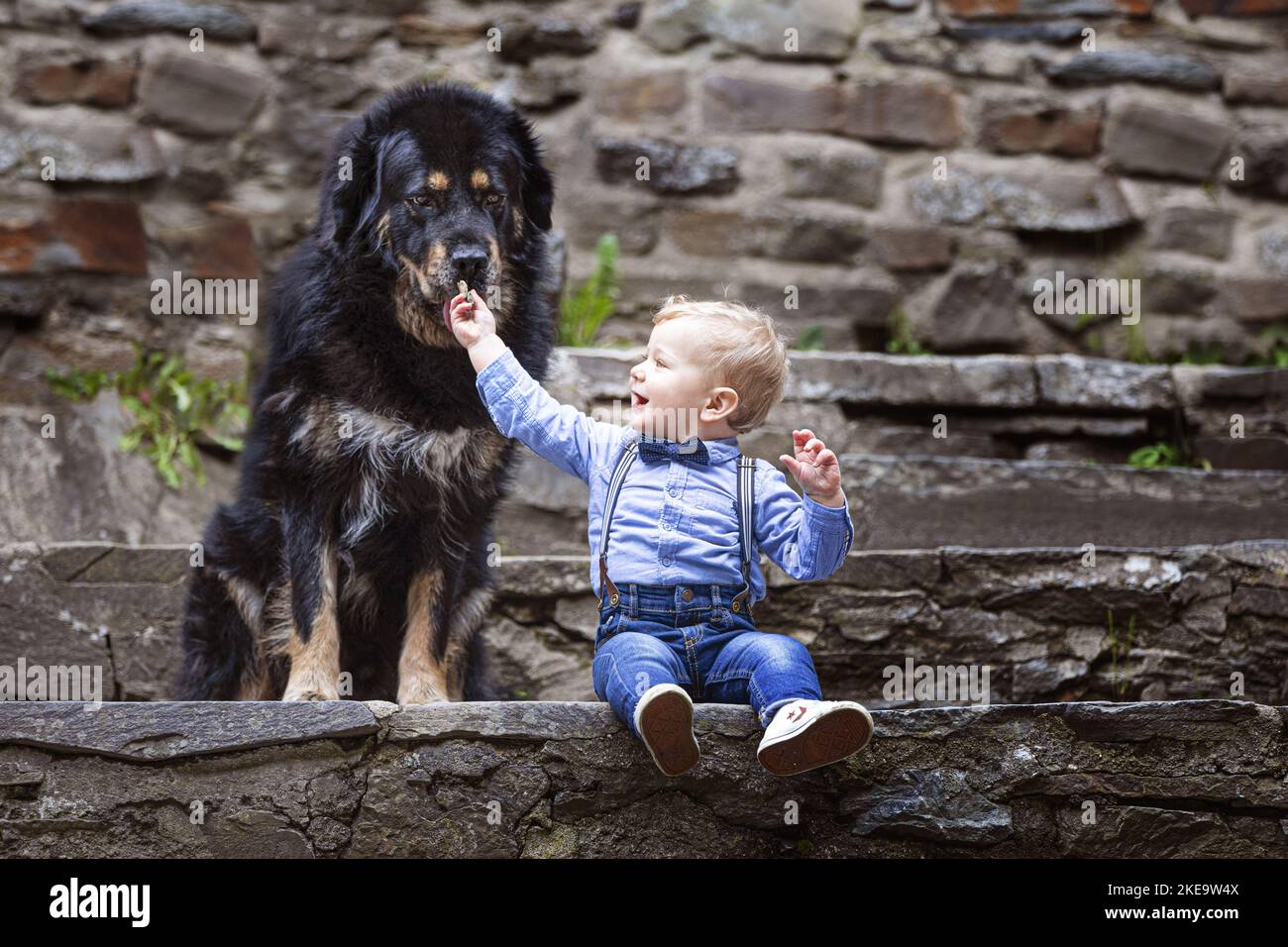 Child kid boy dog treat pet hi-res stock photography and images - Alamy