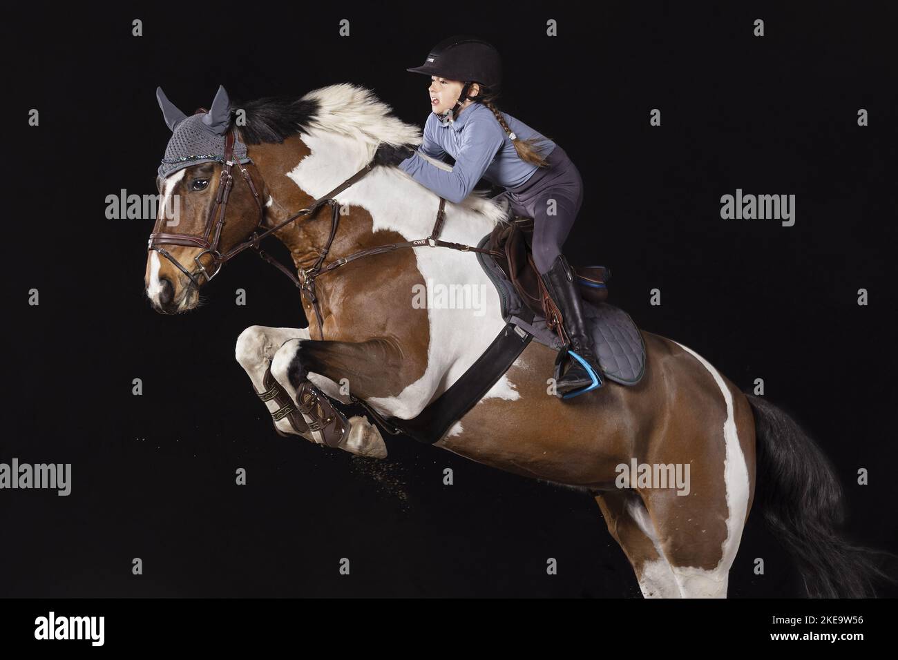 German Riding Pony Stock Photo - Alamy