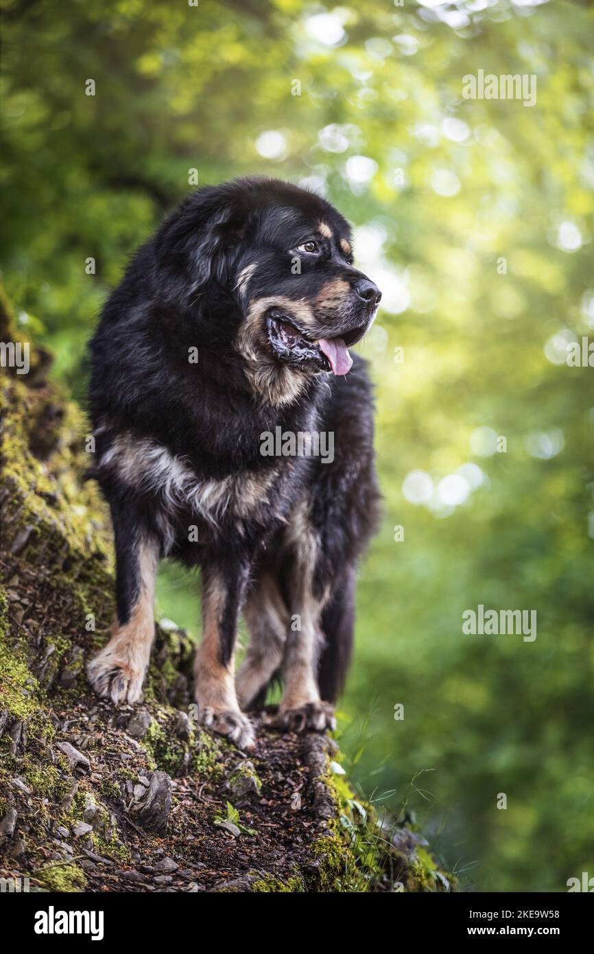 Black do khyi hi-res stock photography and images - Alamy