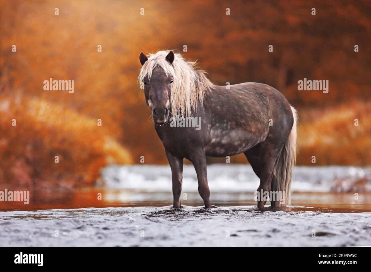 German classic pony horse hi-res stock photography and images - Alamy