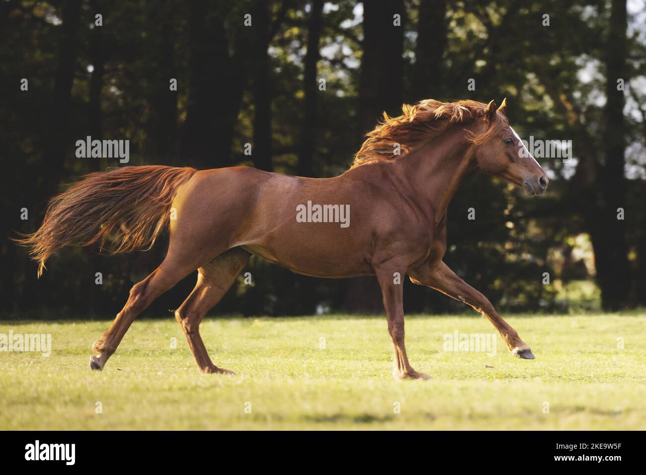 German Riding Pony Stock Photo - Alamy