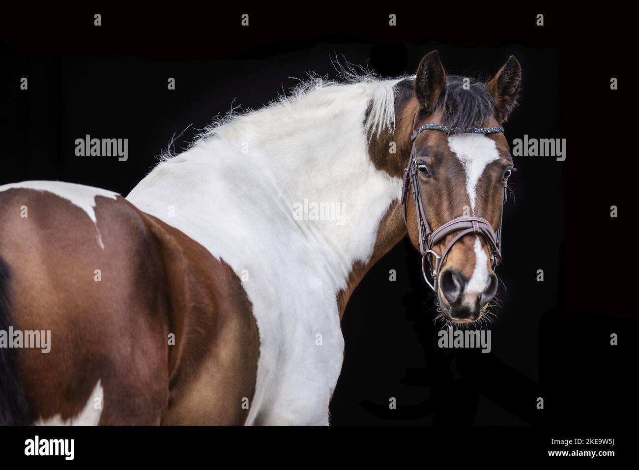 German Riding Pony Stock Photo - Alamy