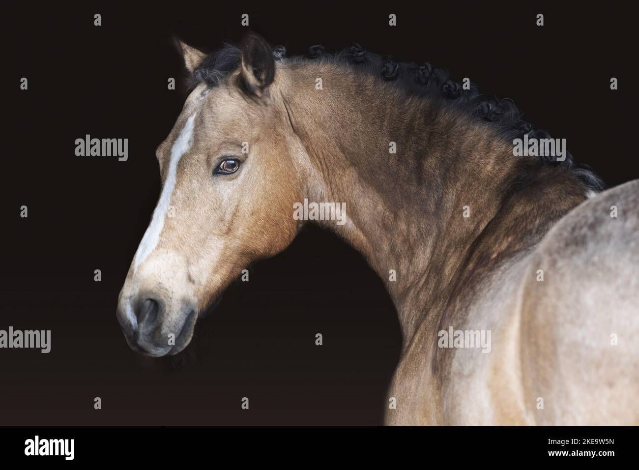 German Riding Pony Stock Photo - Alamy