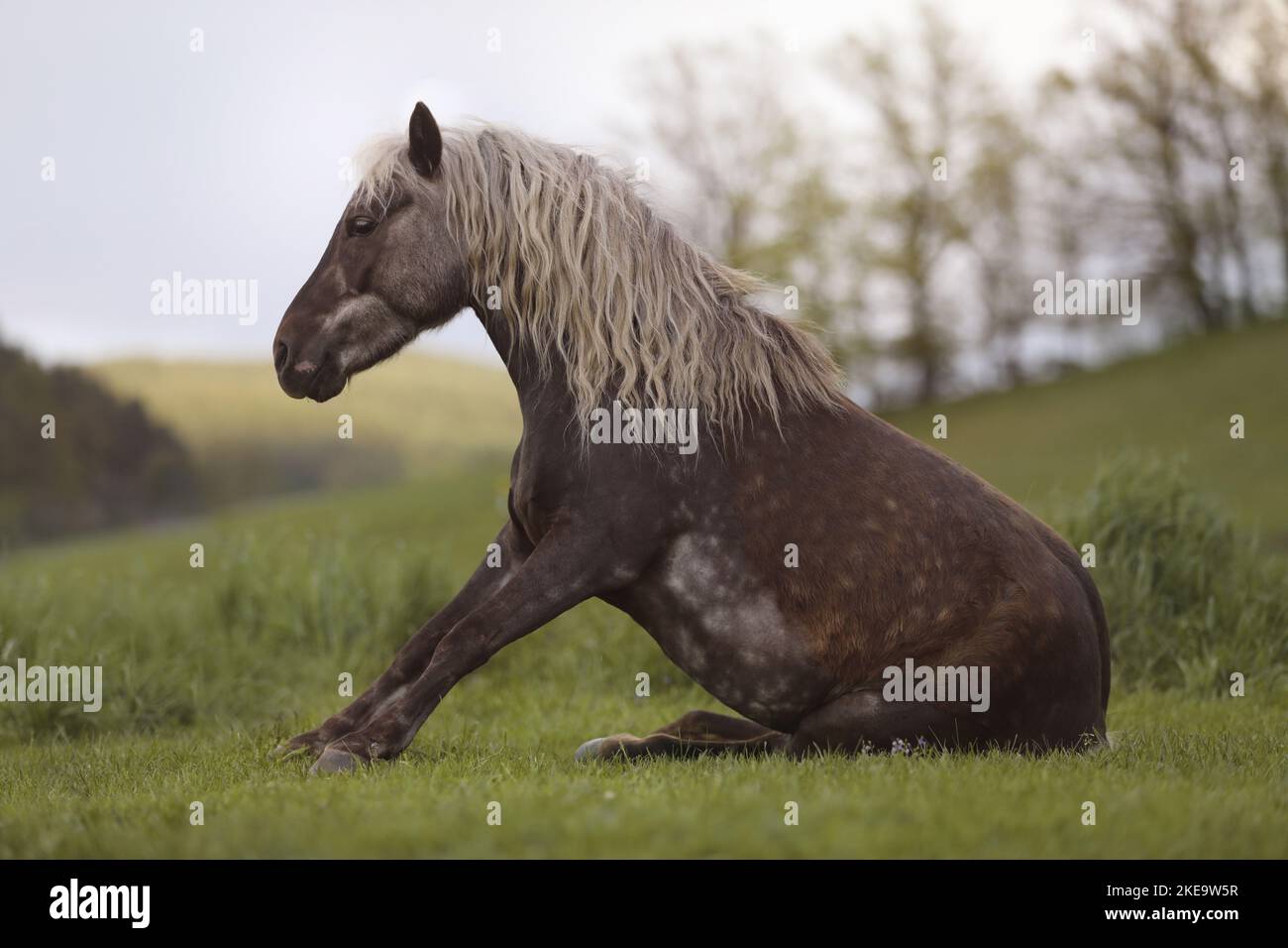 German Classic Pony Stock Photo - Alamy