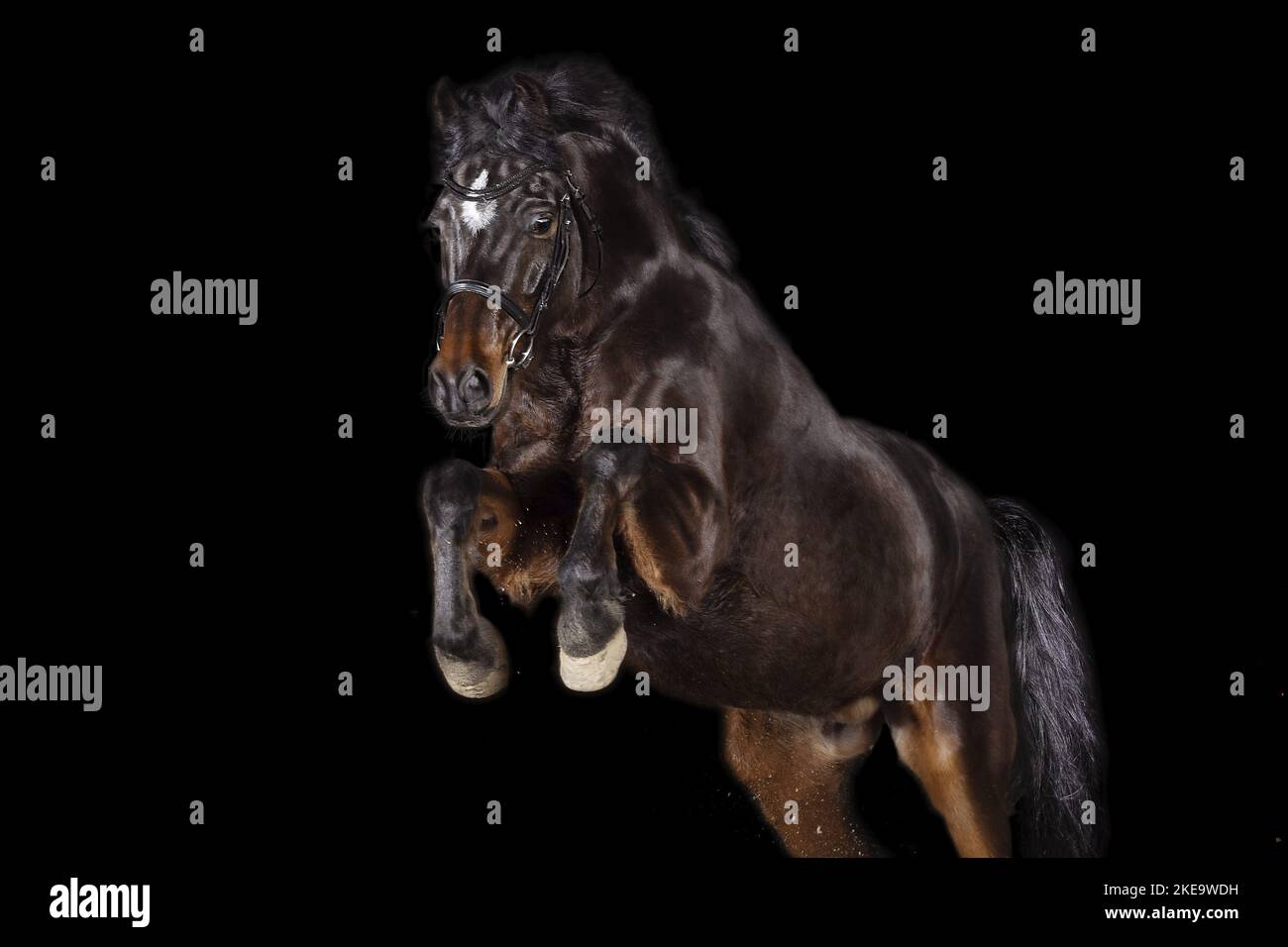 Welsh cross hi-res stock photography and images - Alamy