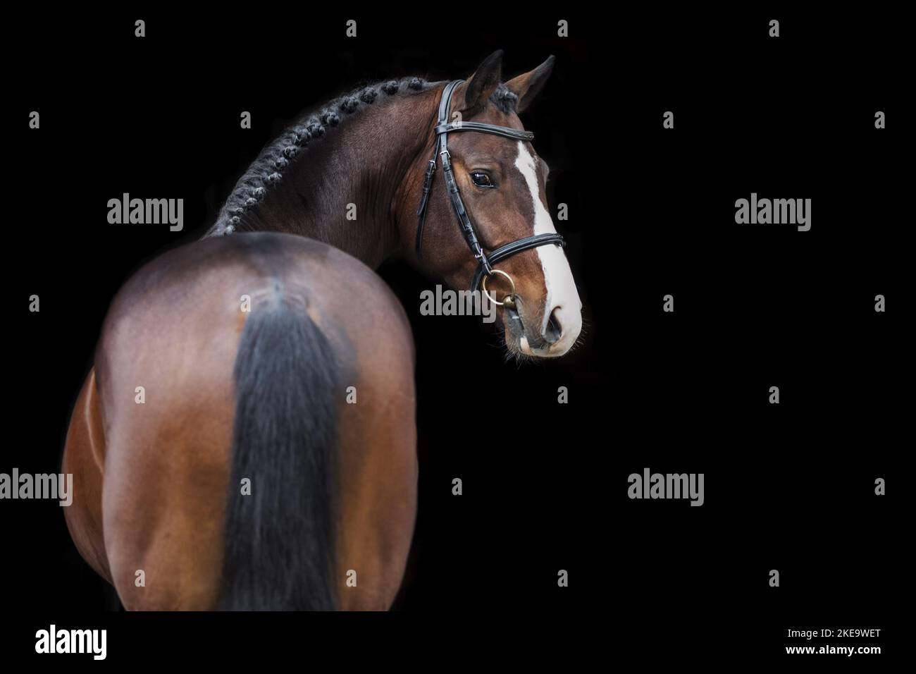 German bay stallion hi-res stock photography and images - Alamy