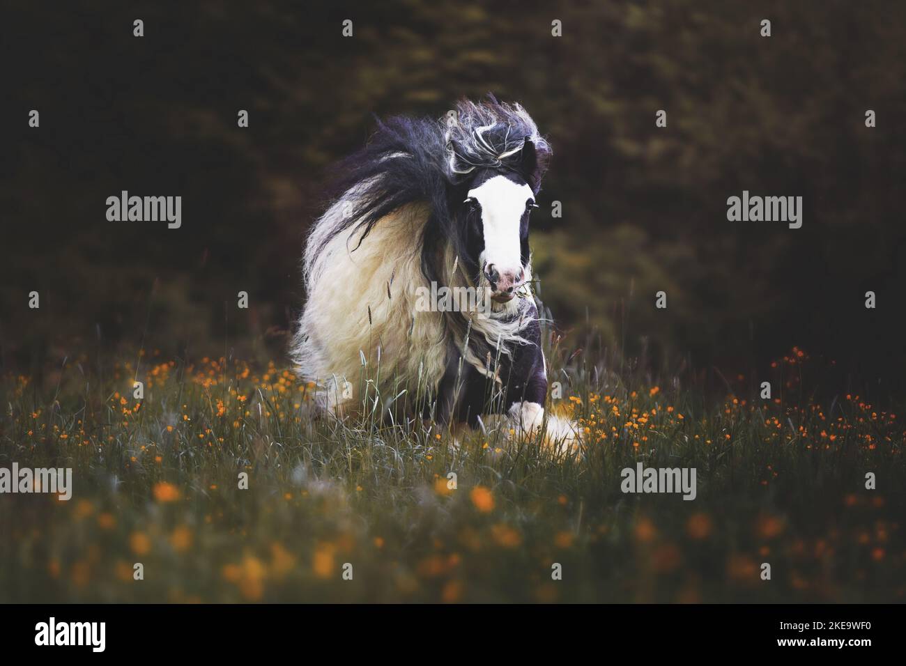 Irish Tinker gelding Stock Photo - Alamy