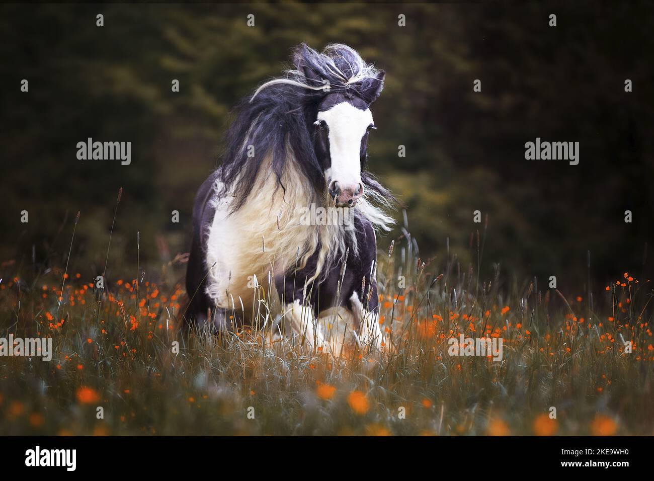 Irish Tinker gelding Stock Photo - Alamy