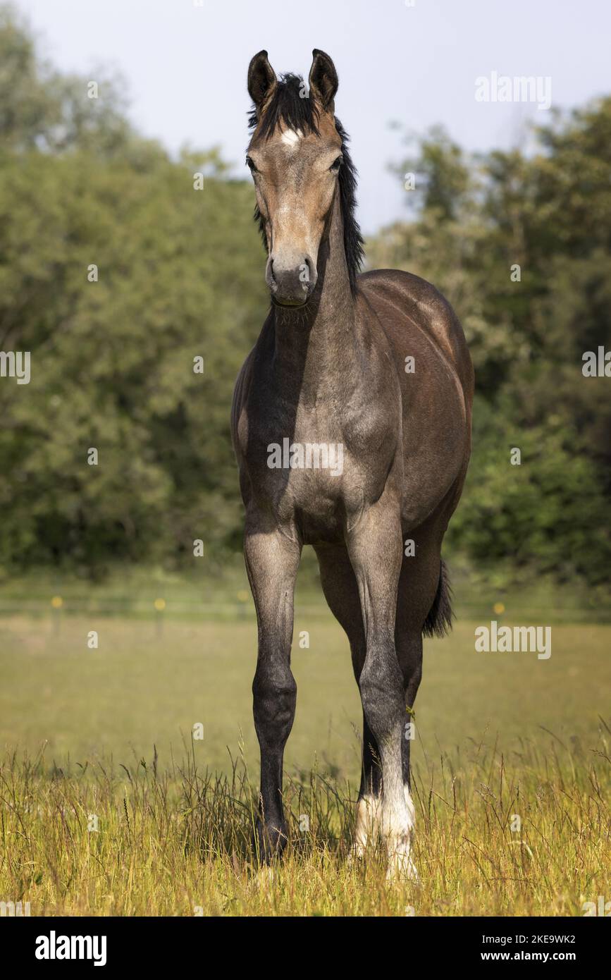 Yearling stallion hi-res stock photography and images - Alamy