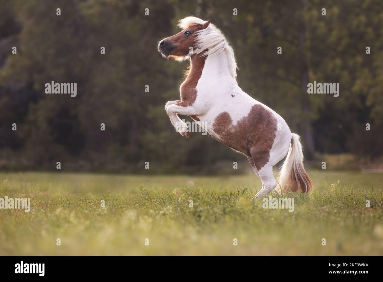 skewbald Shetland Pony Stock Photo - Alamy