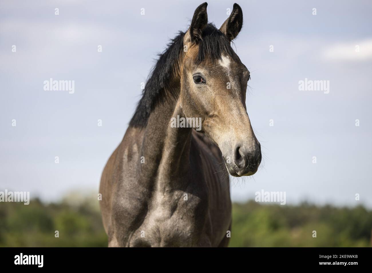 Horse portrait summer yearling young hi-res stock photography and ...
