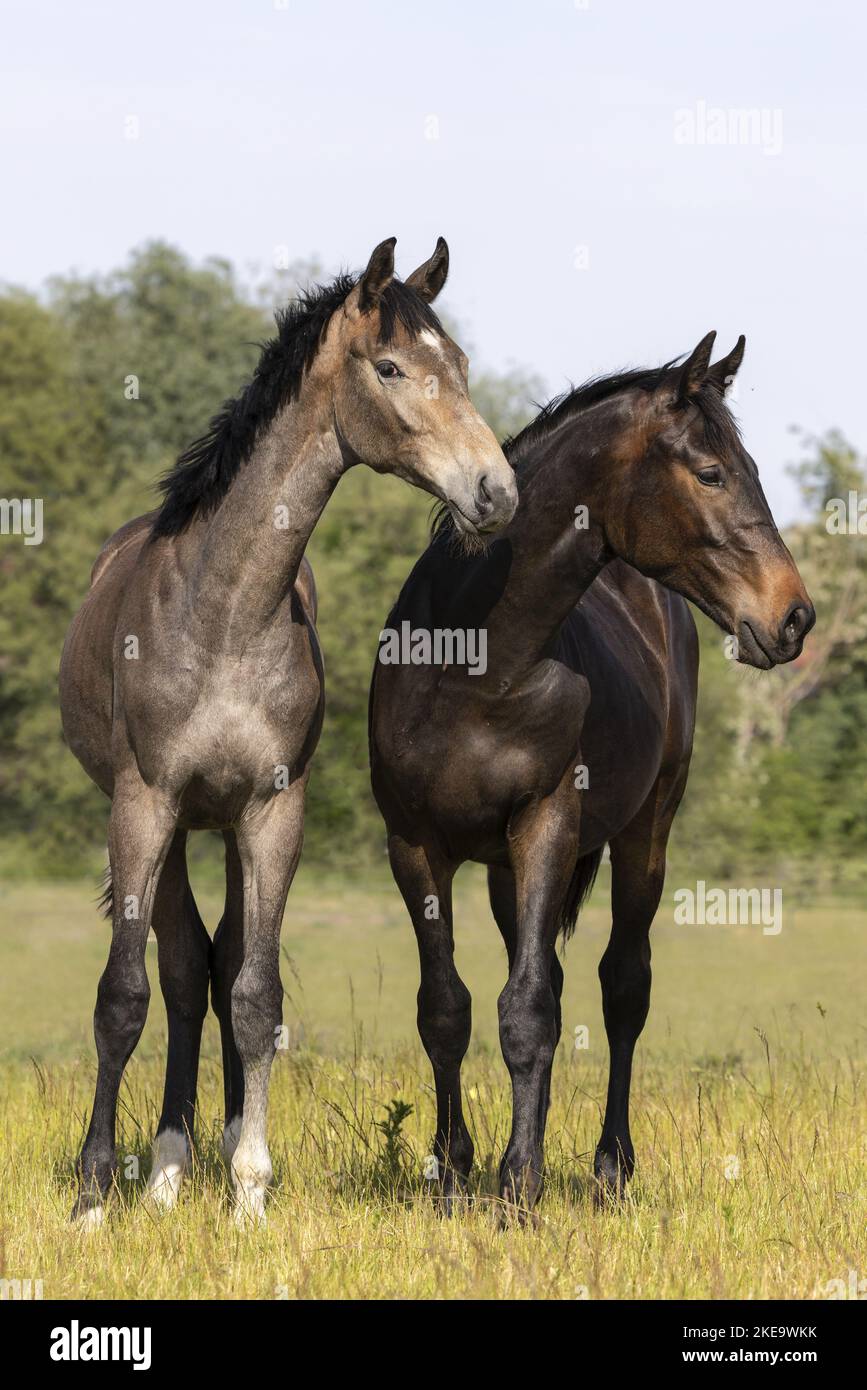 Yearlings hi-res stock photography and images - Alamy