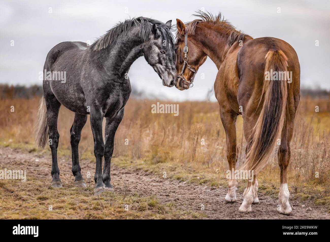 Grey stallions hi-res stock photography and images - Alamy