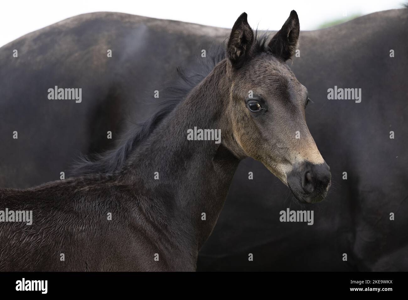 Oldenburg horses hi-res stock photography and images - Alamy