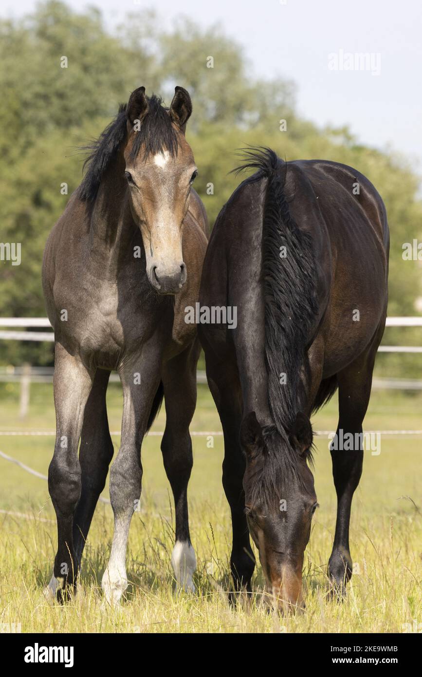 Dark bay horse stands hi-res stock photography and images - Alamy