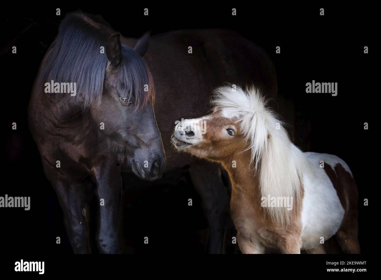 Two colored horses hi-res stock photography and images - Alamy