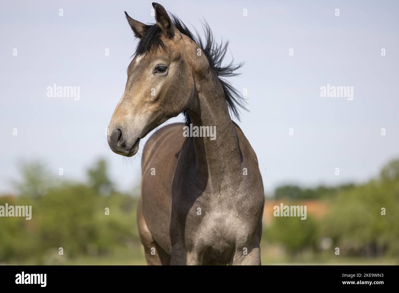 Horse portrait summer yearling young hi-res stock photography and ...