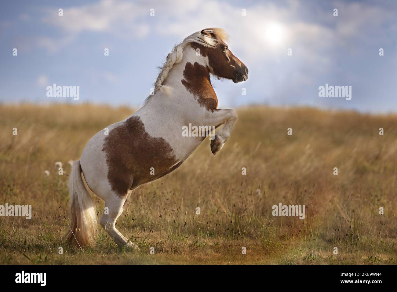 Horse shetland pony rearing hi-res stock photography and images - Alamy