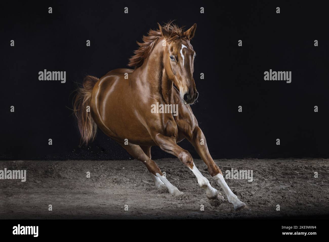 Mare soil hi-res stock photography and images - Alamy