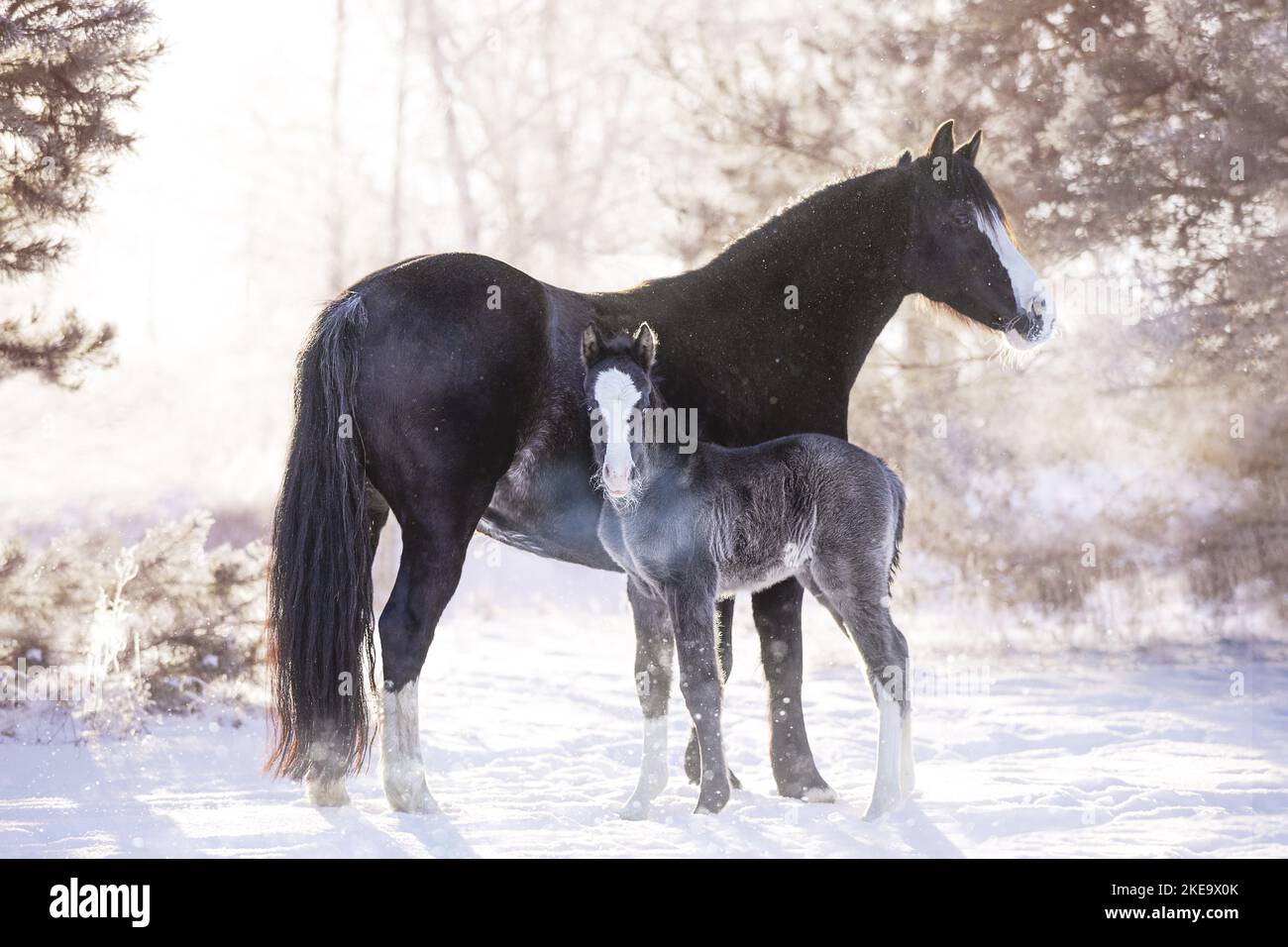 Welsh foal hi-res stock photography and images - Alamy