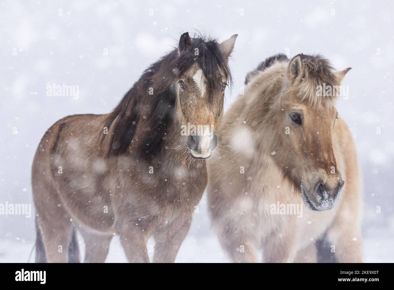 Two welsh pony horses hi-res stock photography and images - Alamy