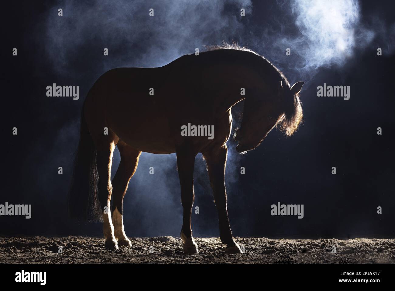 Mare soil hi-res stock photography and images - Alamy