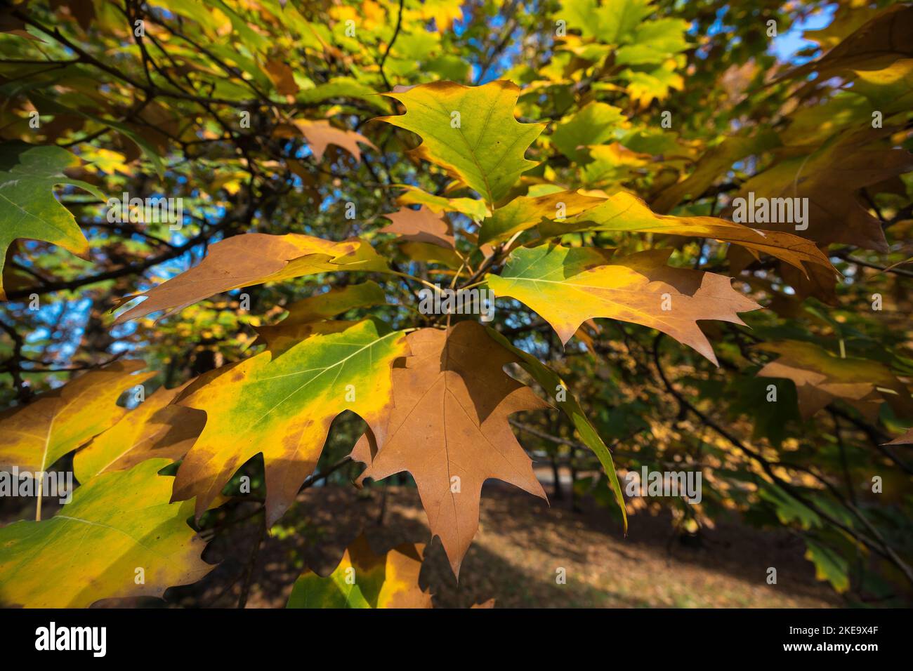 Wide lens landscape with colorful autumn foliage in Italy, no people ...