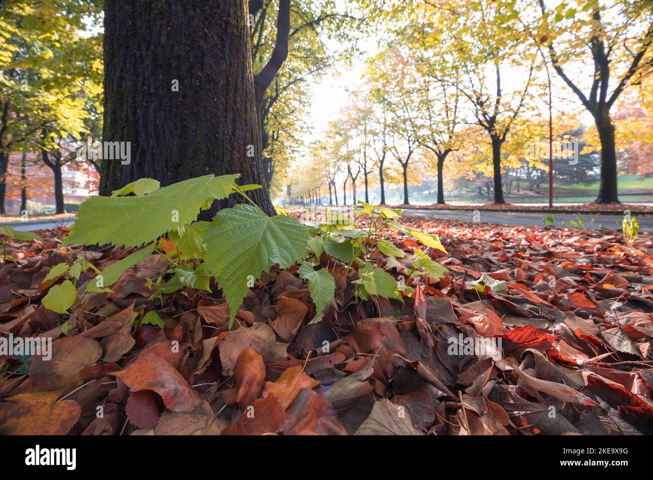 Wide lens landscape with colorful autumn foliage in Italy, no people ...